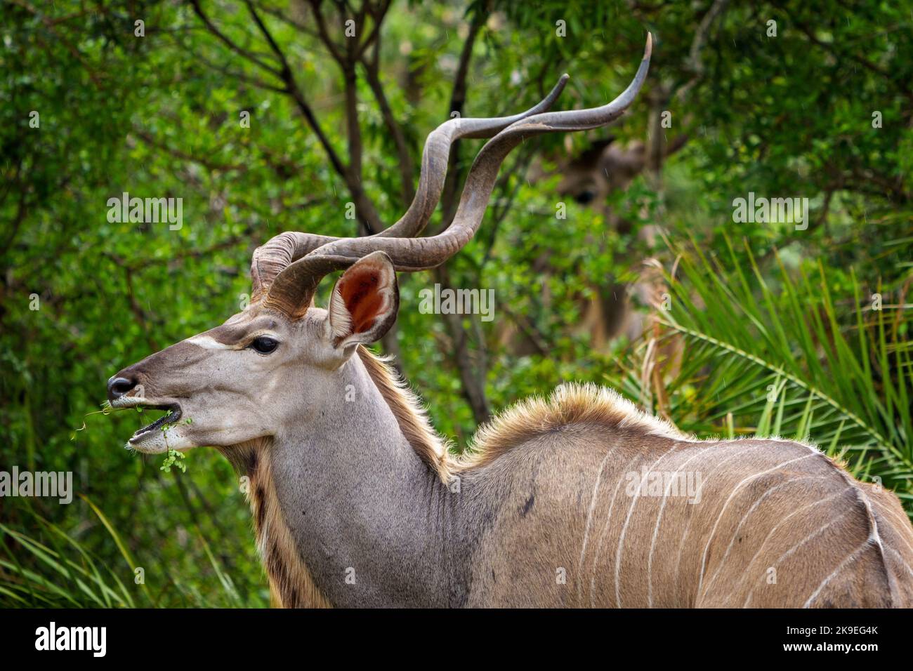 Greater kudu or kodoo (Tragelaphus strepsiceros) male. Mpumalanga ...