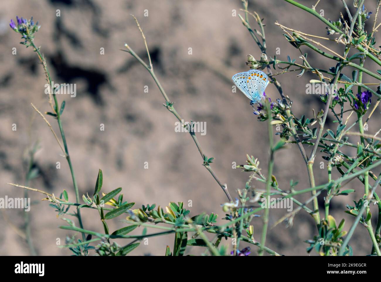 a crazy butterfly Stock Photo - Alamy