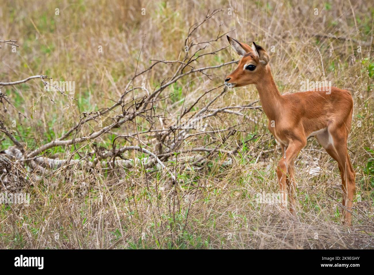 Impala (Aepyceros melampus) lamb (fawn). Mpumalanga. South Africa Stock ...