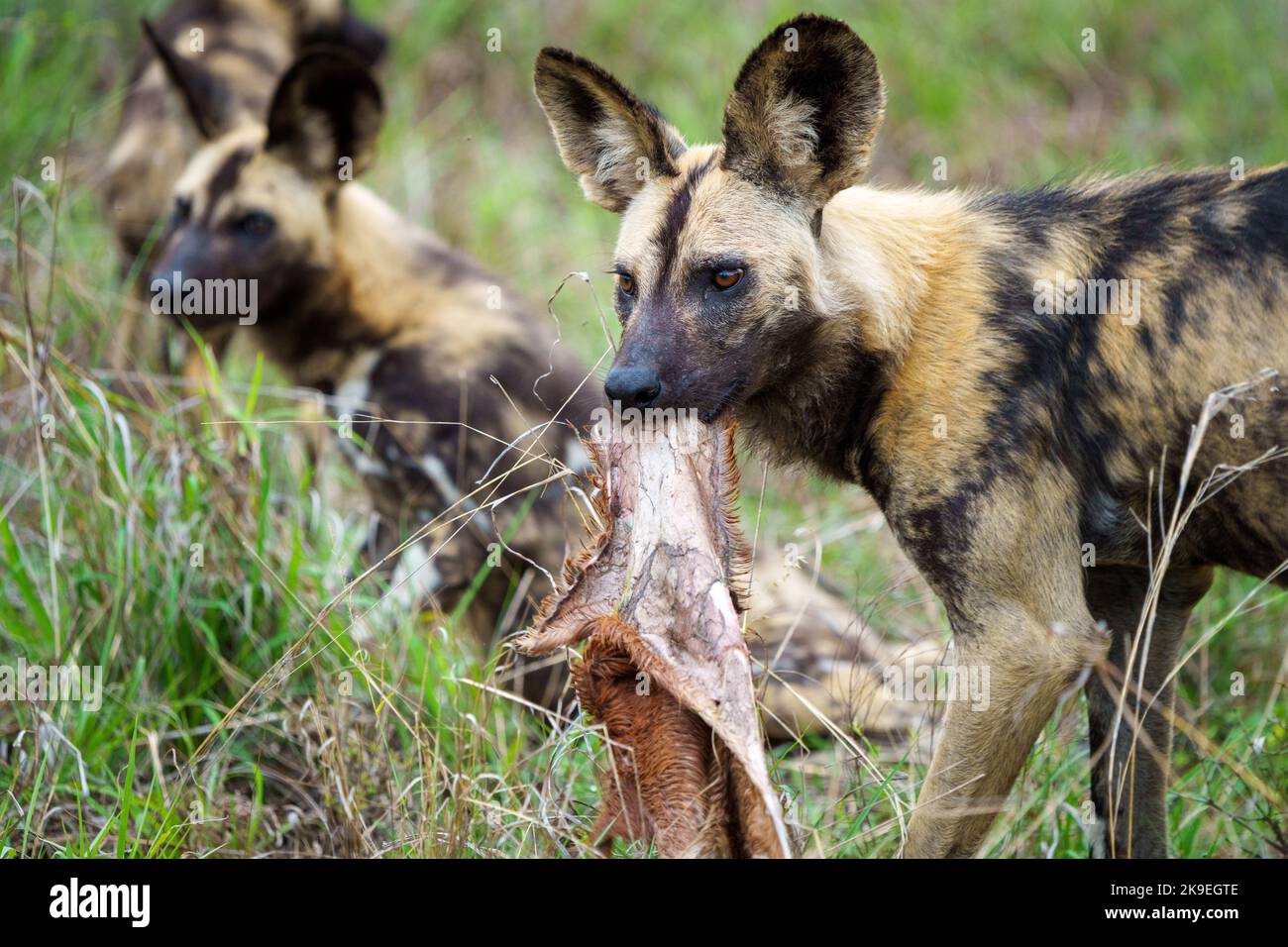 African wild dog, African painted dog, painted wolf or African hunting ...