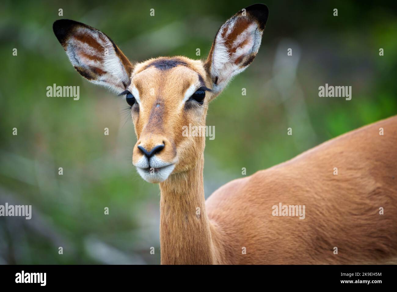 Impala (Aepyceros melampus). Mpumalanga female. South Africa Stock ...