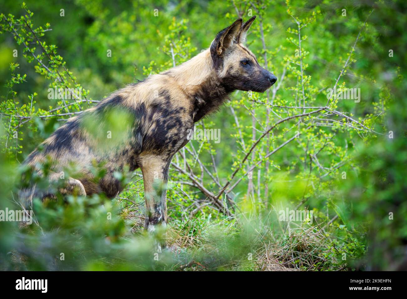 African wild dog, African painted dog, painted wolf or African hunting ...