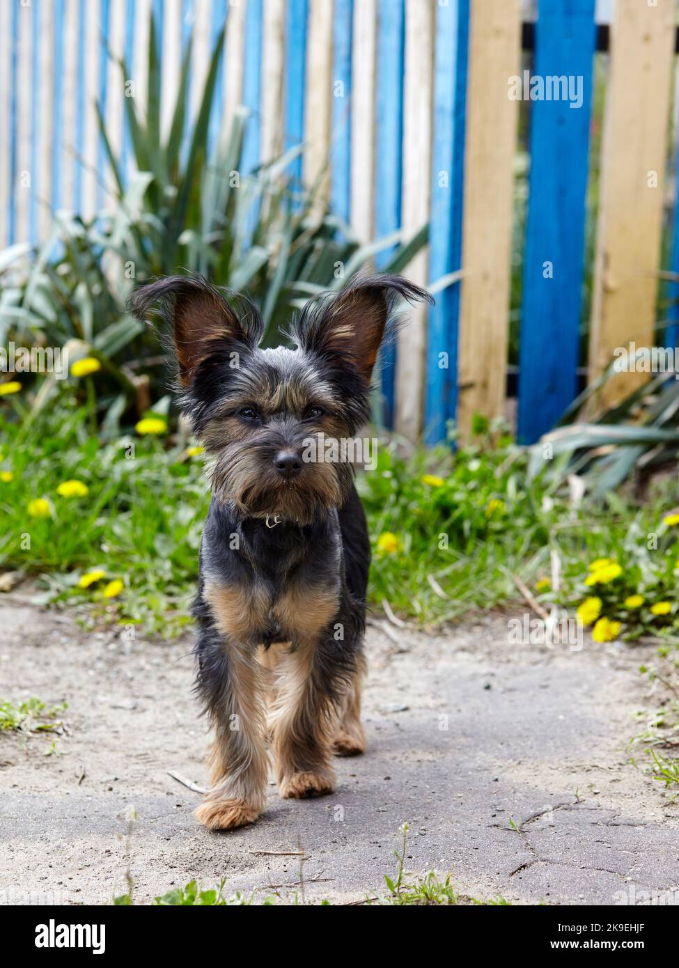 Charming dog at yard. Portrait of nice dog Stock Photo - Alamy