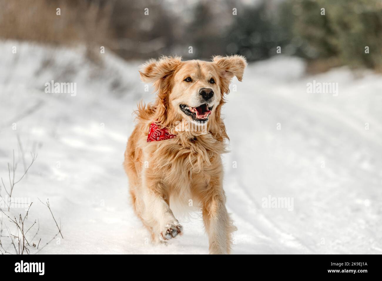 Golden retriever in the cold hi-res stock photography and images - Alamy