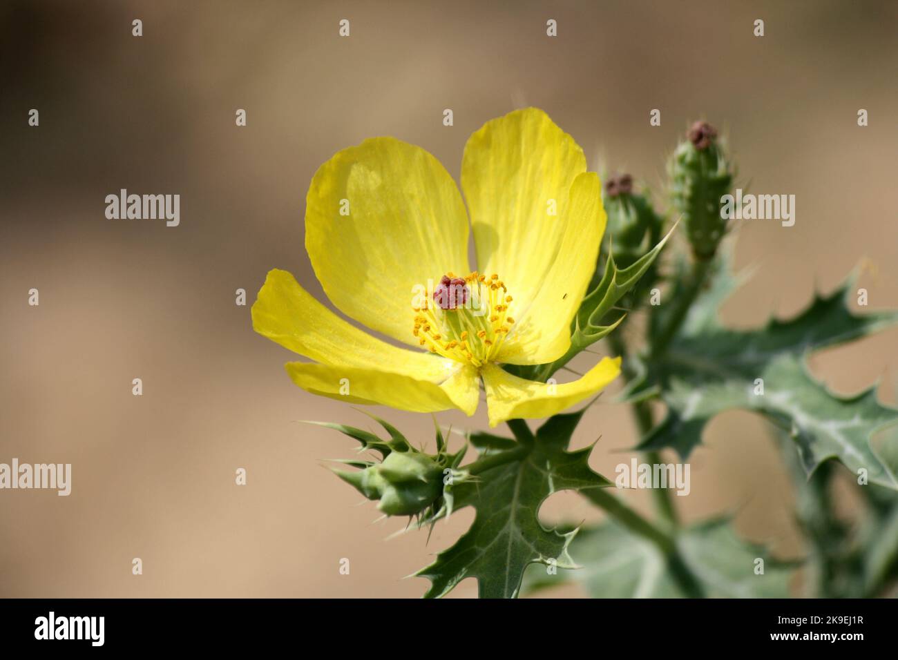 Argemone mexicana flower plant hi-res stock photography and images - Alamy