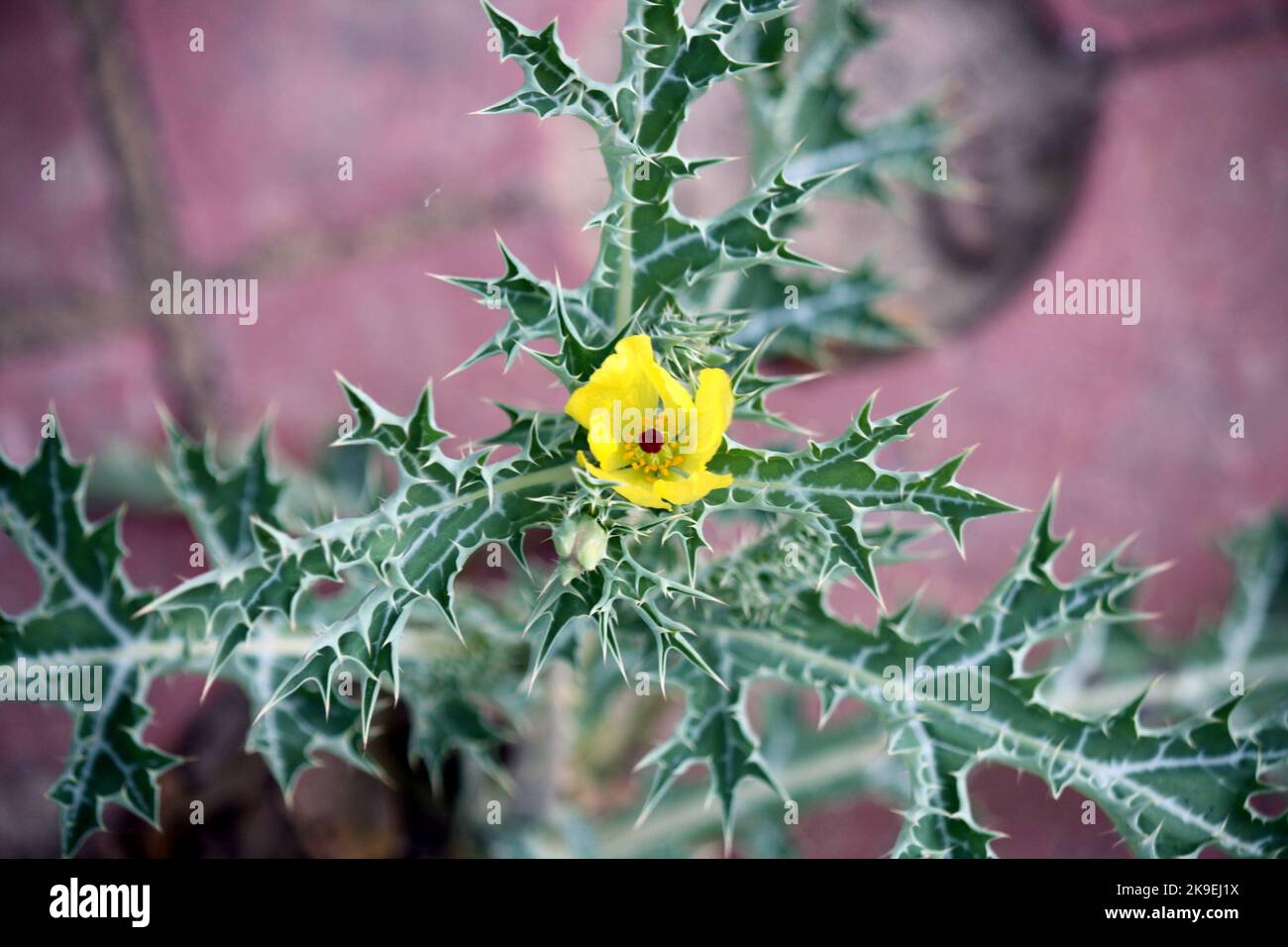 Mexican prickly poppy plant (Argemone Mexicana) with golden flower and ...