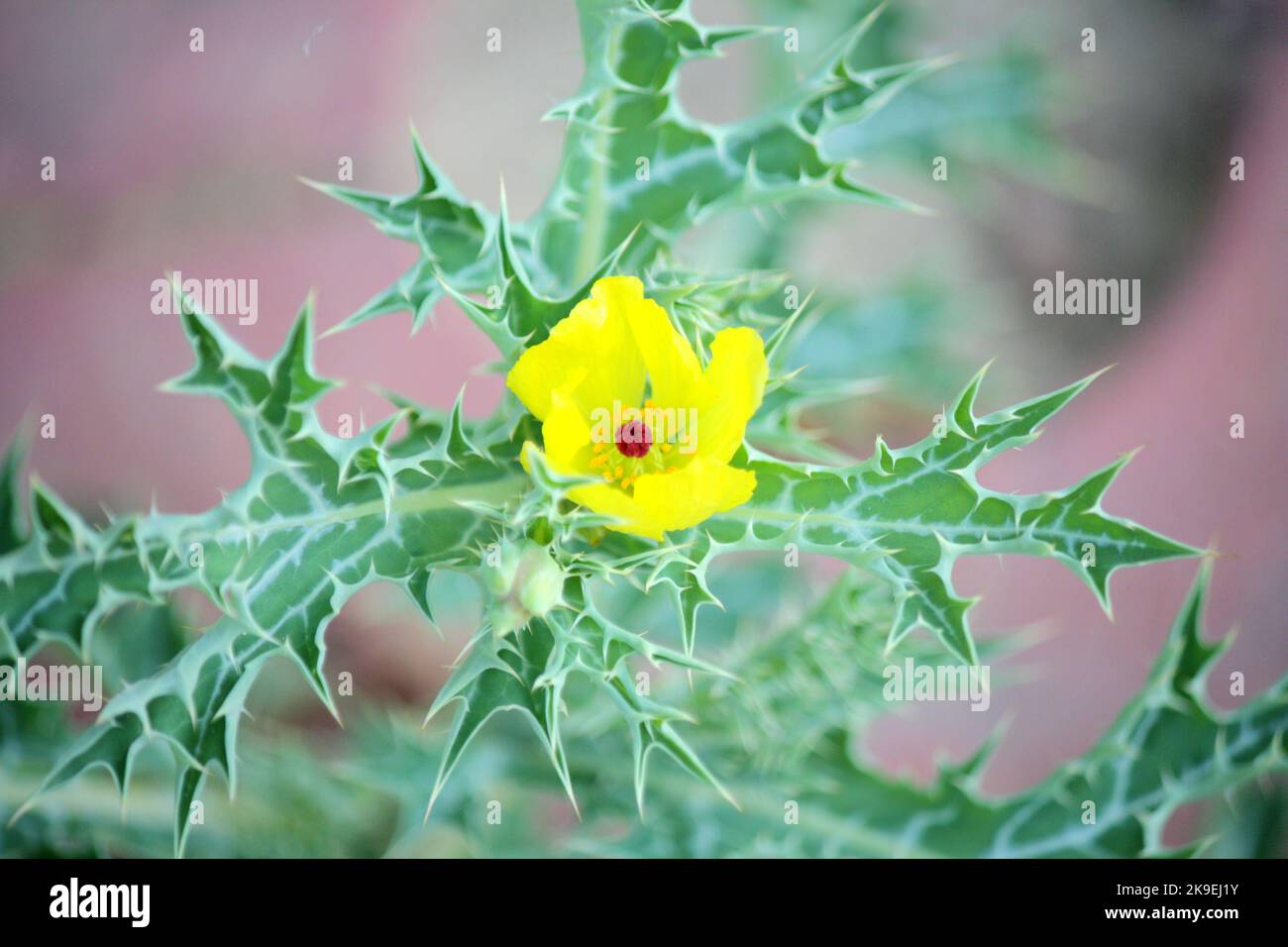 Mexican prickly poppy plant (Argemone Mexicana) with golden flower and ...