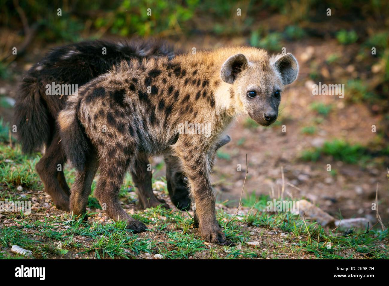 Spotted hyena or laughing hyena (Crocuta crocuta) cub. Kruger National ...