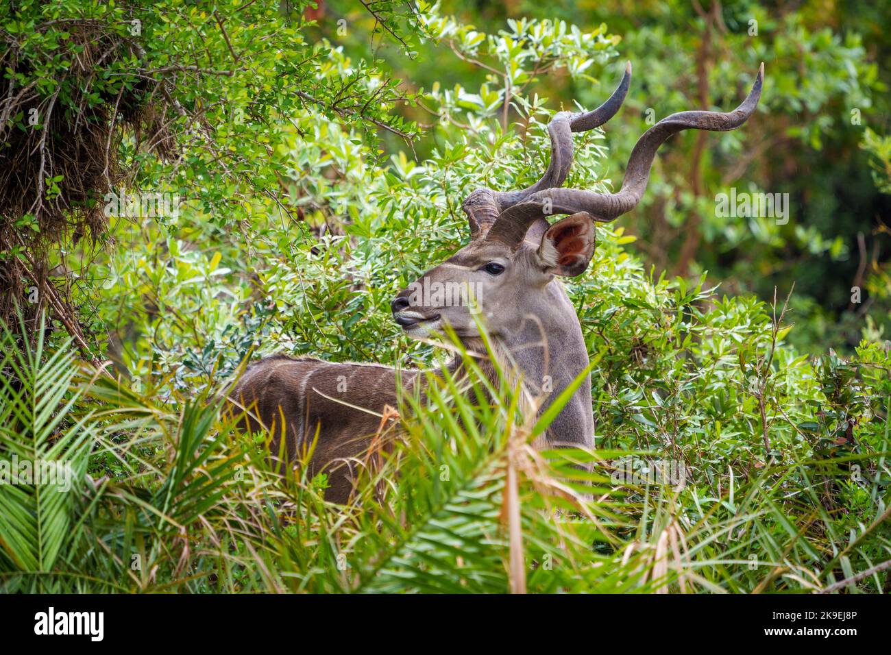Greater kudu or kodoo (Tragelaphus strepsiceros) male. Mpumalanga ...