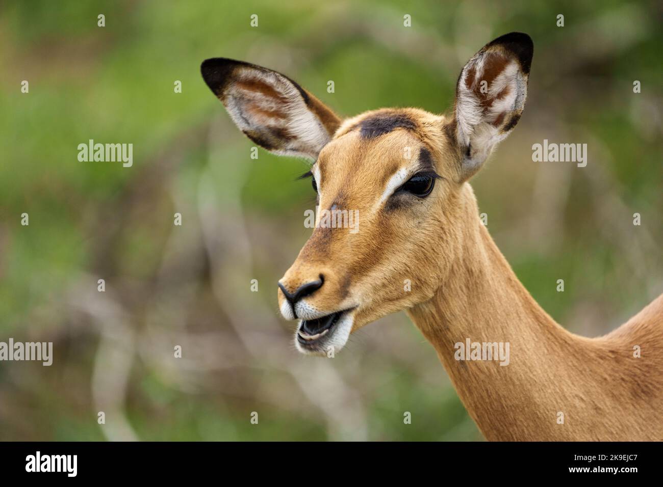 Impala (Aepyceros melampus). Mpumalanga female. South Africa Stock ...