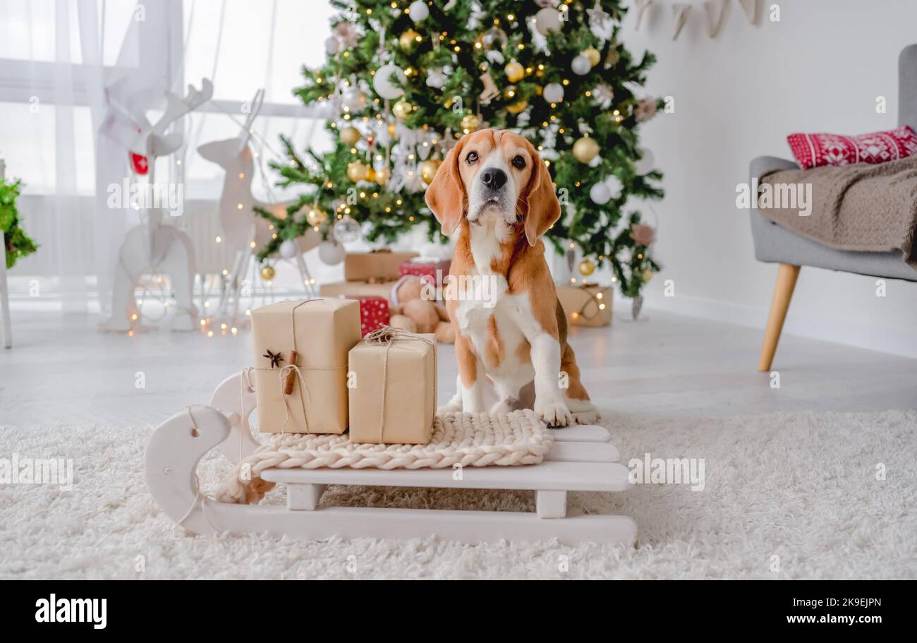 Beagle dog in Christmas time Stock Photo - Alamy