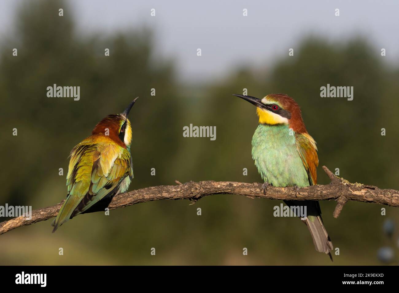 Birds look hi-res stock photography and images - Alamy