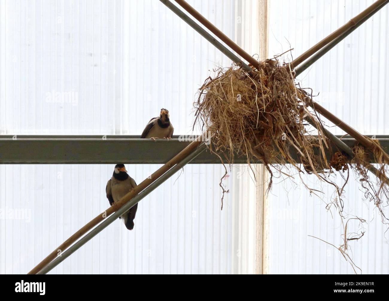 Indonesian bird nest hi-res stock photography and images - Alamy