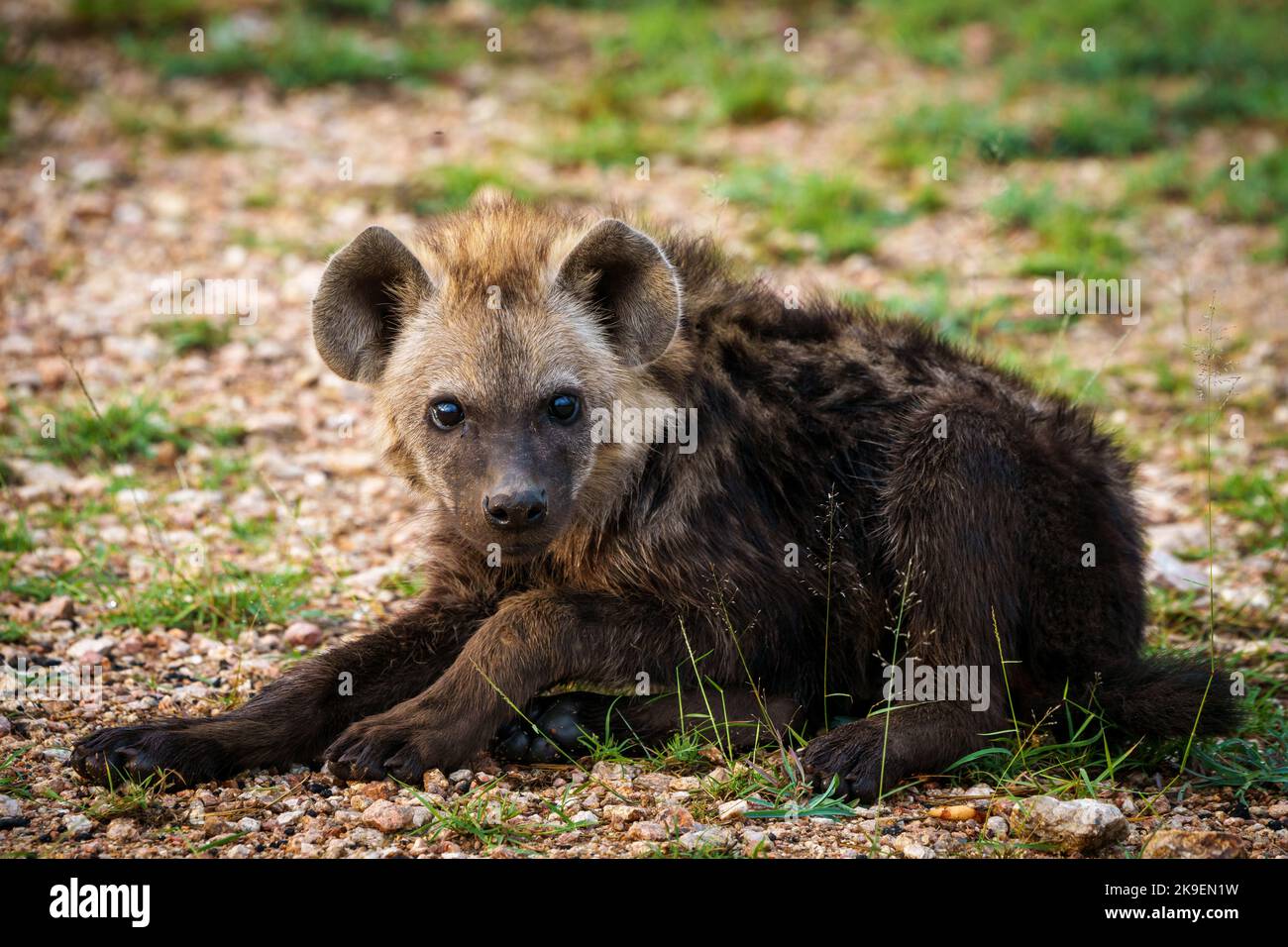 Spotted hyena or laughing hyena (Crocuta crocuta) cub. Kruger National ...