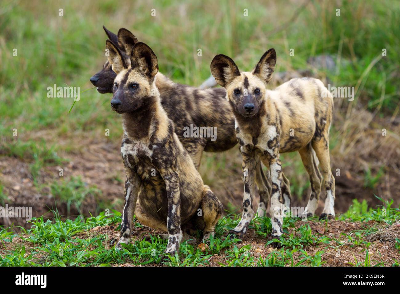 African wild dog, African painted dog, painted wolf or African hunting ...