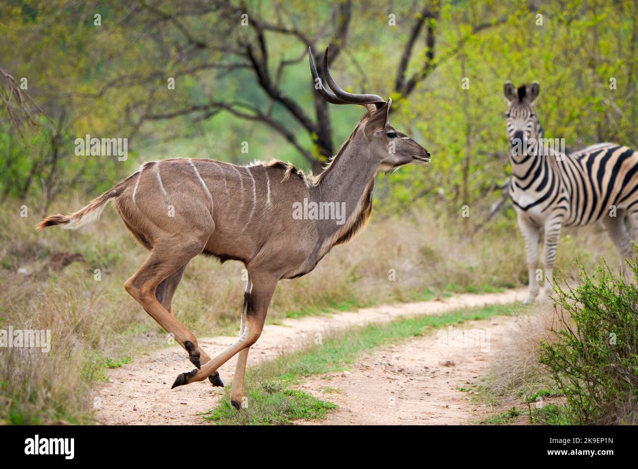 Great african kudu hi-res stock photography and images - Alamy