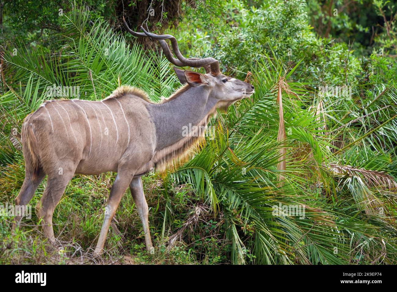 Greater kudu or kodoo (Tragelaphus strepsiceros) male feeding or ...