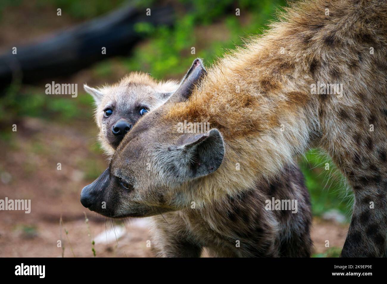 Spotted hyena or laughing hyena (Crocuta crocuta) adult and cub. Kruger National Park ...