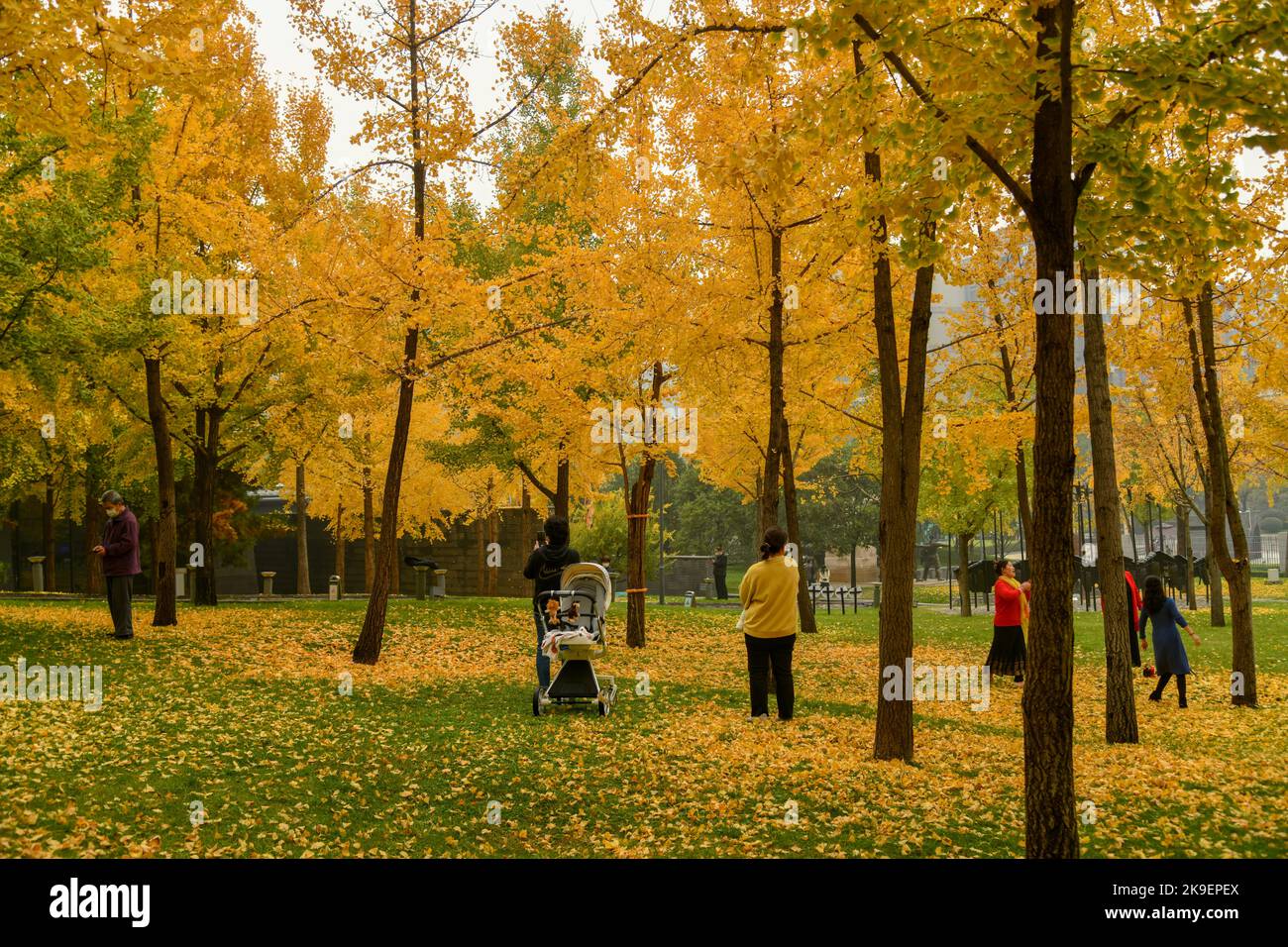 Gingko trees in the Mausoleum of the Second Qin Emperor, Xi'an City ...