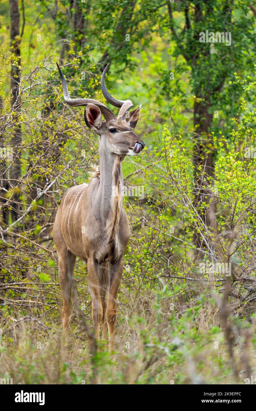 Greater kudu or kodoo (Tragelaphus strepsiceros) male. Mpumalanga ...