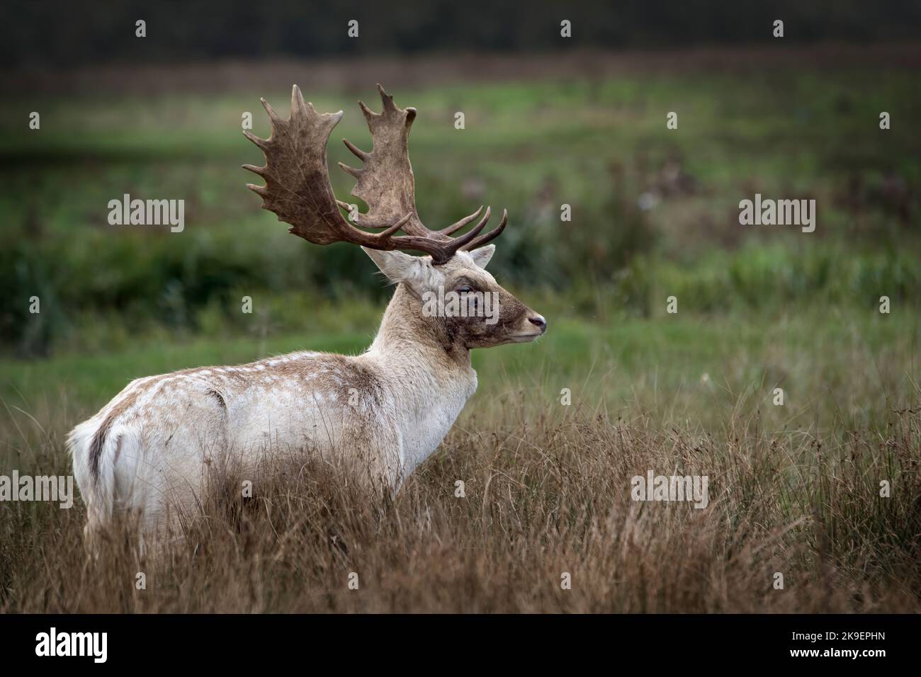 Light coloured Fallow deer with dark face Stock Photo - Alamy
