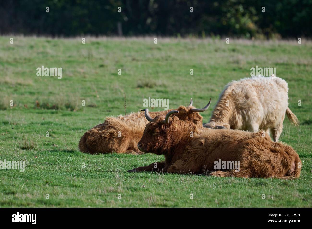 Cattle sitting on grass hi-res stock photography and images - Alamy