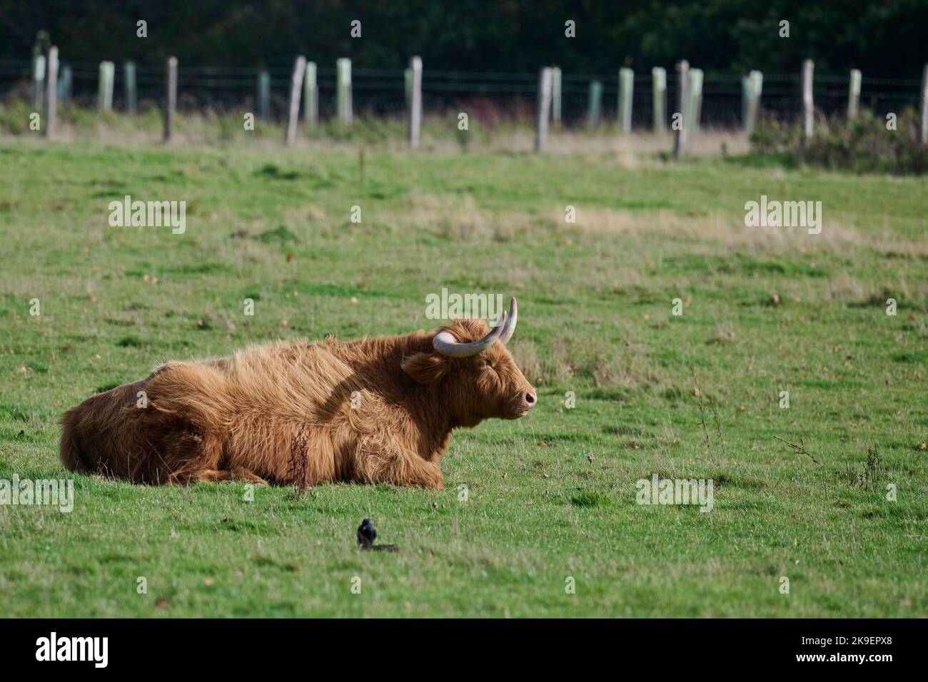 Cattle sitting on grass hi-res stock photography and images - Alamy