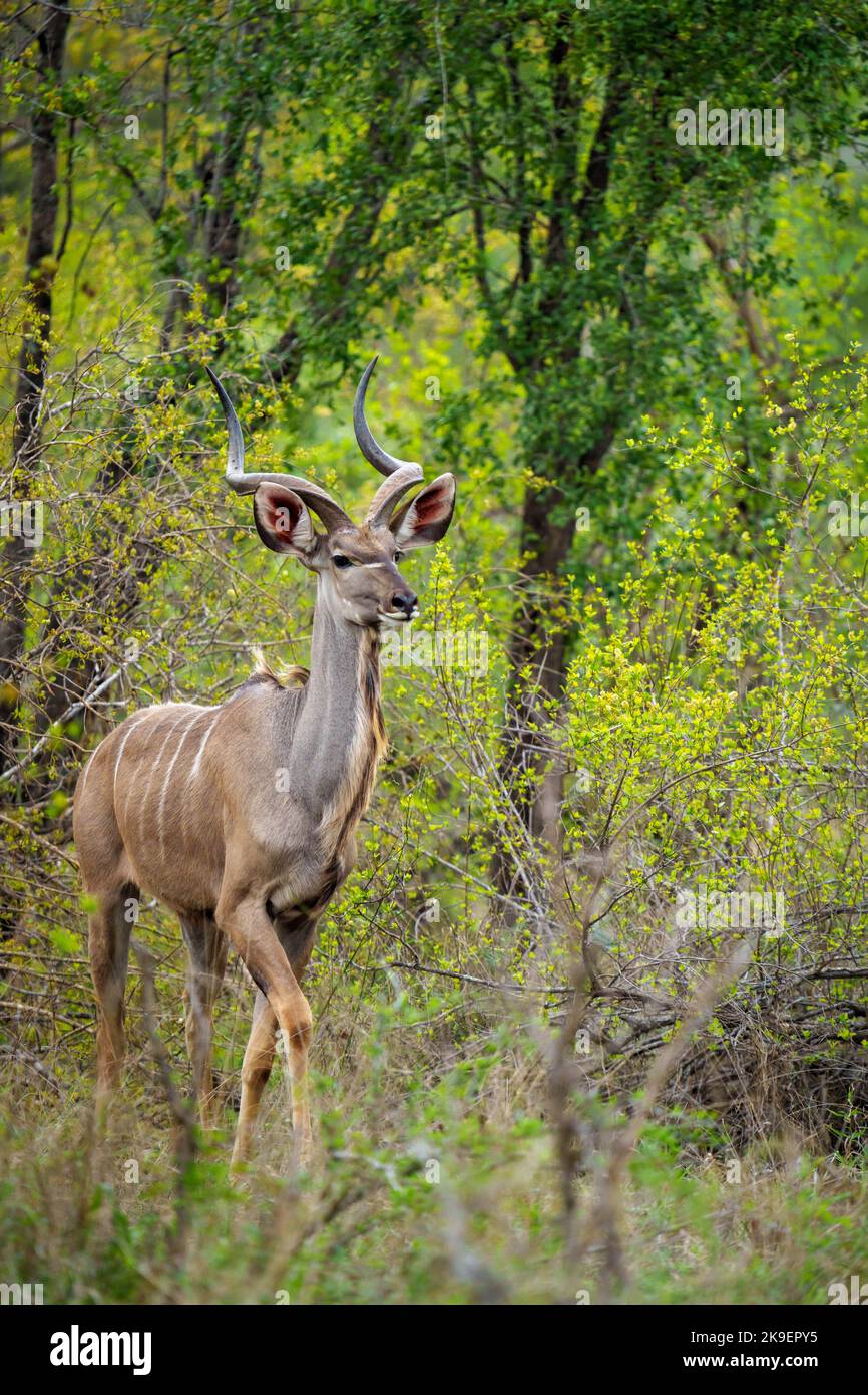 Greater kudu or kodoo (Tragelaphus strepsiceros) male. Mpumalanga ...