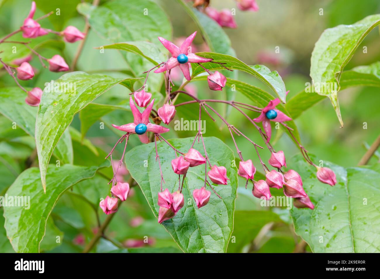 Clerodendrum trichotomum, harlequin glorybower, glorytree, peanut ...