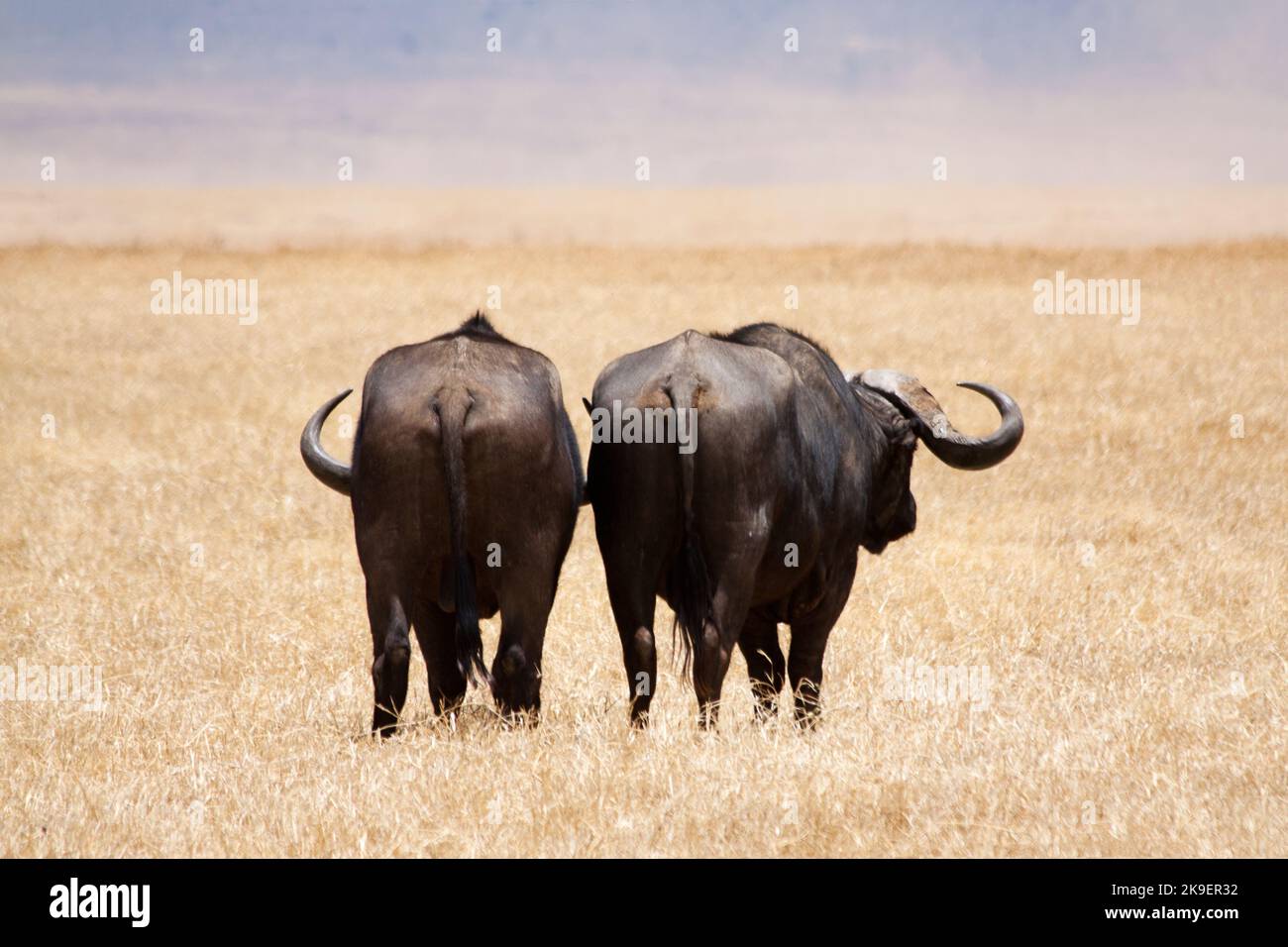 African landscape Cape race buffalo herd, Serengeti, Tanzania Stock ...