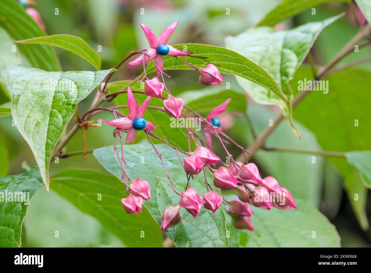 Clerodendrum trichotomum, harlequin glorybower, glorytree, peanut ...