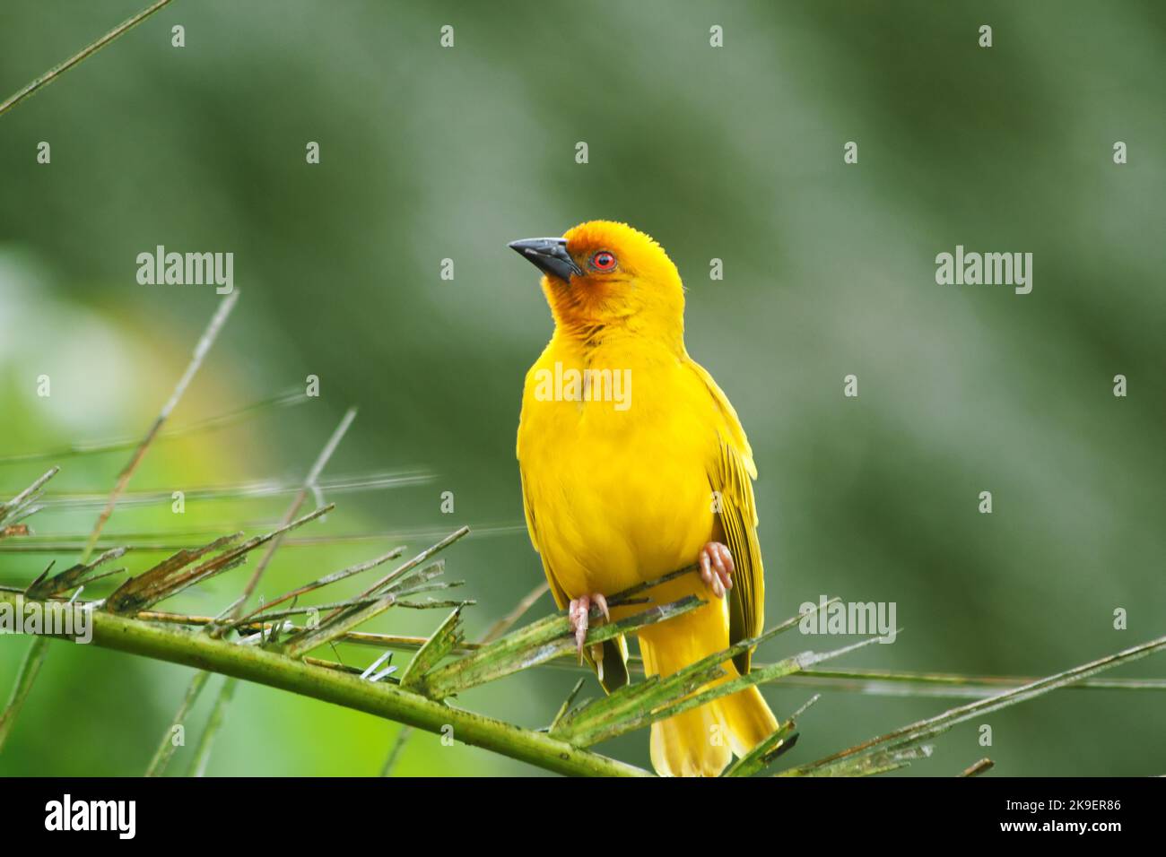 Weaving bird (Golden Palm Weaver - Ploceus bojeri) perching on palm ...