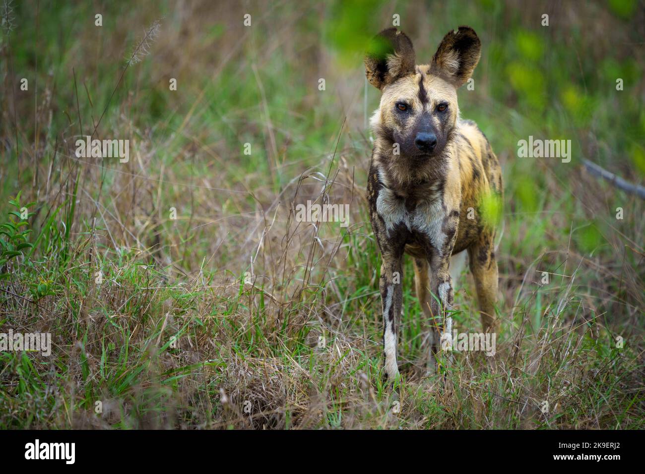 African wild dog, African painted dog, painted wolf or African hunting ...