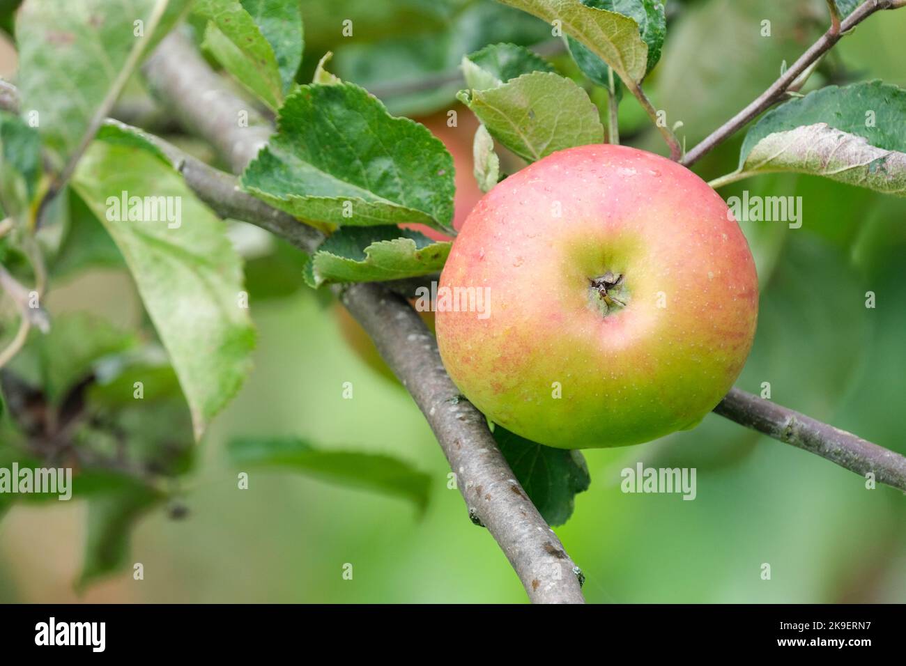 Malus domestica Bramley's Seedling, Bramley apple, Malus domestica ...