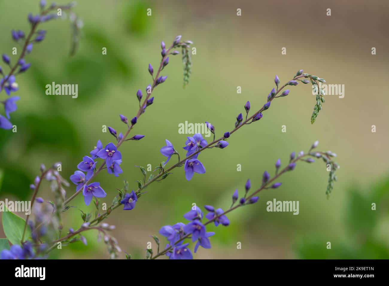 Close up of the beautiful arching flowers of the digger’s speedwell ...