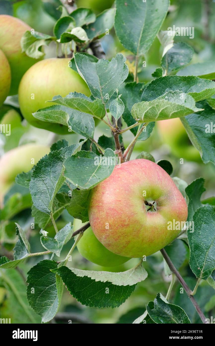Malus domestica Bramley's Seedling, Bramley apple, Malus domestica ...
