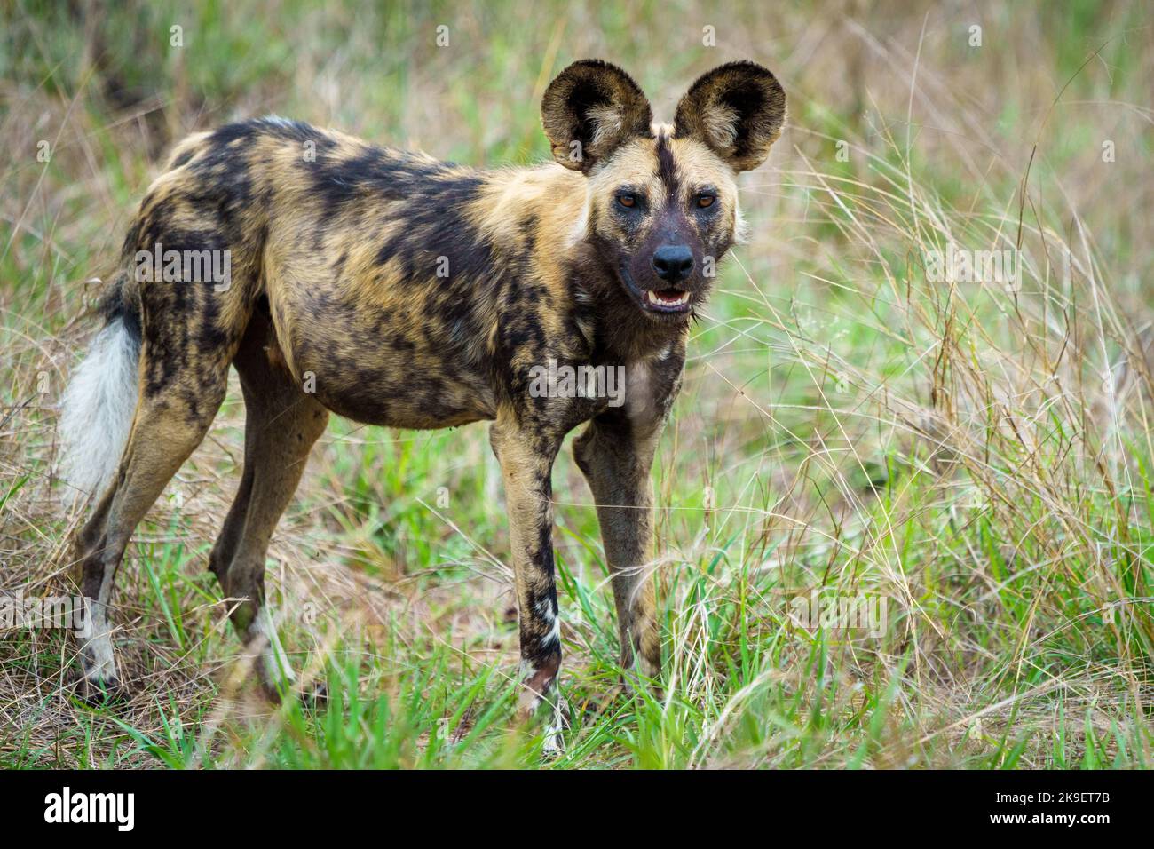 African wild dog, African painted dog, painted wolf or African hunting ...