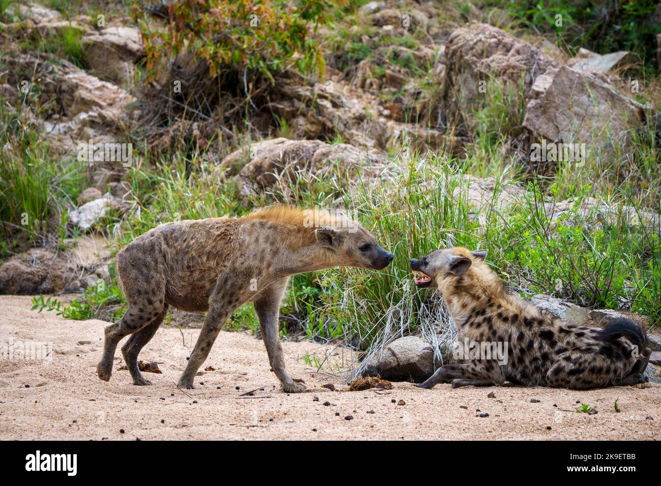 Spotted hyena or laughing hyena (Crocuta crocuta) showing submissive ...