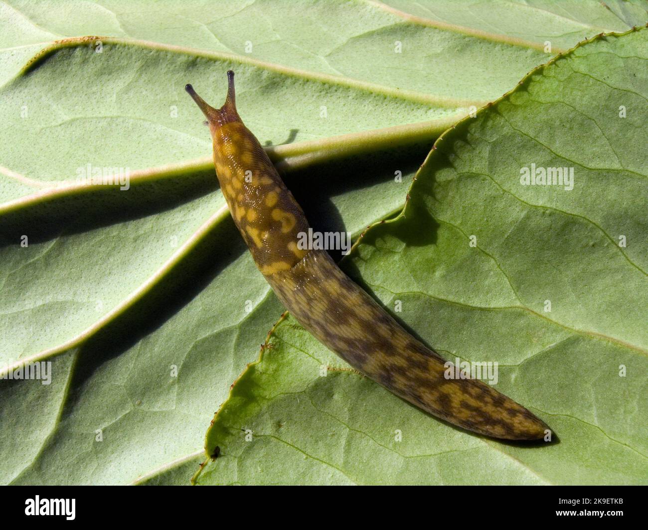 Green Cellar Slug Stock Photo - Alamy