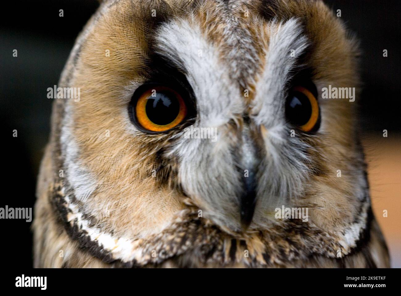Long Eared Owl Stock Photo - Alamy