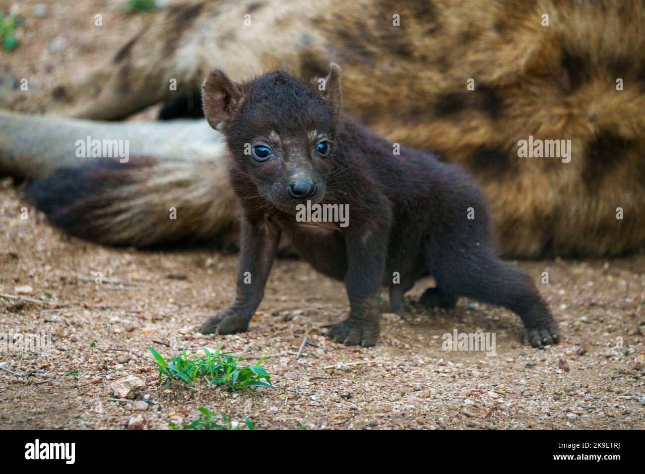 Spotted hyena or laughing hyena (Crocuta crocuta) cub with its mother ...