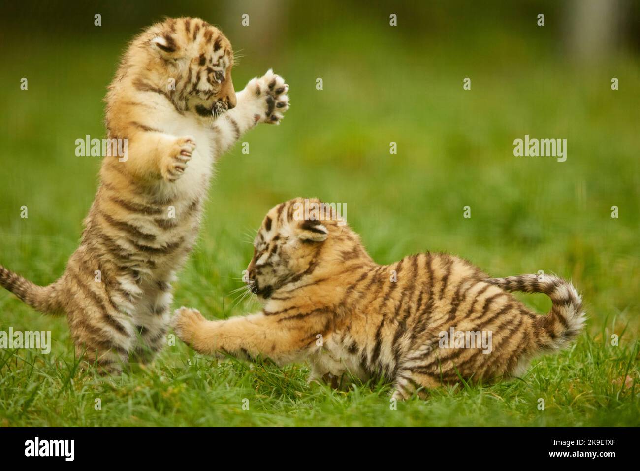 Siberian Tiger Cubs Playing