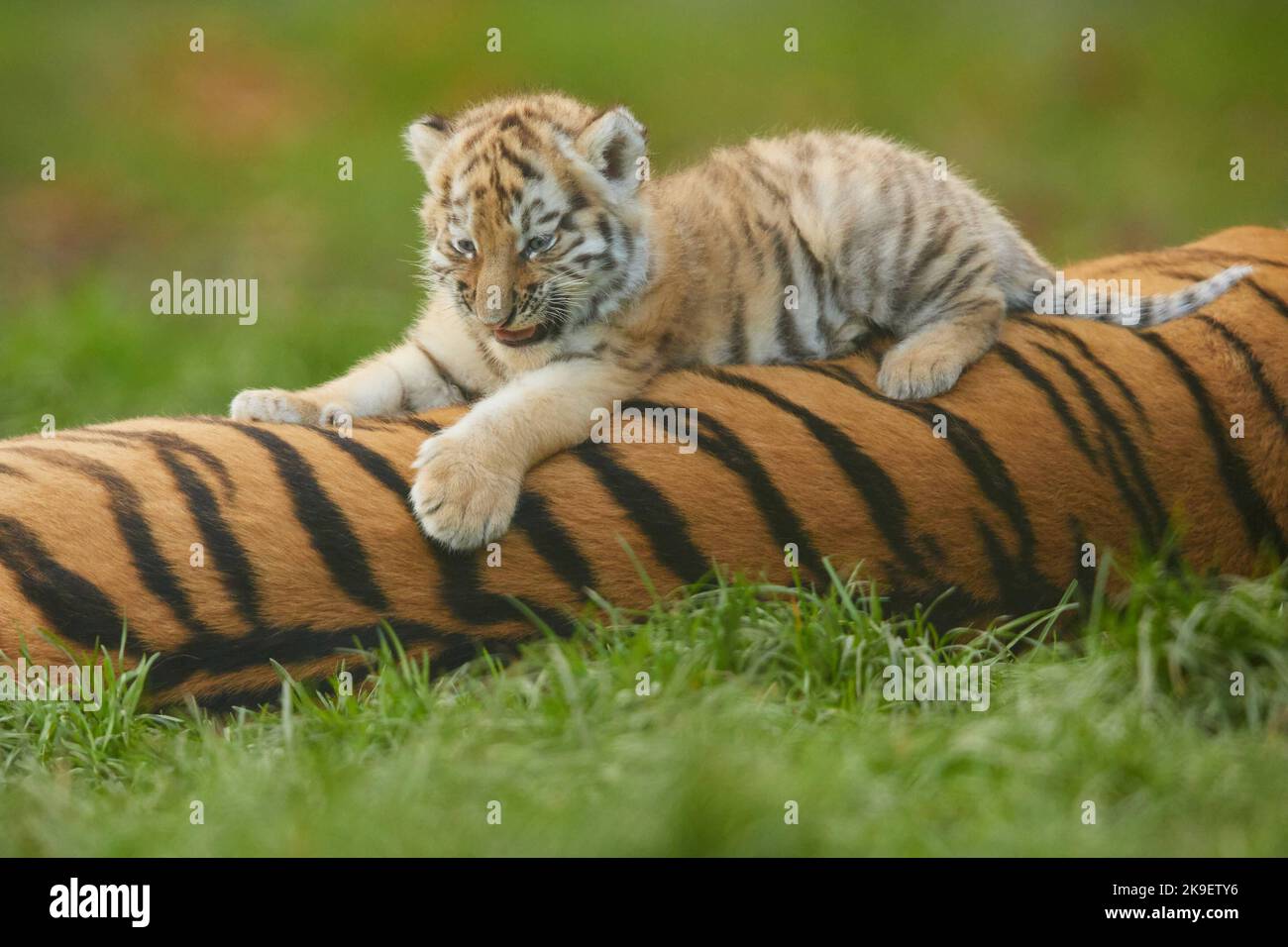A tiger cub looks for a comfortable position to rest on its warm ...