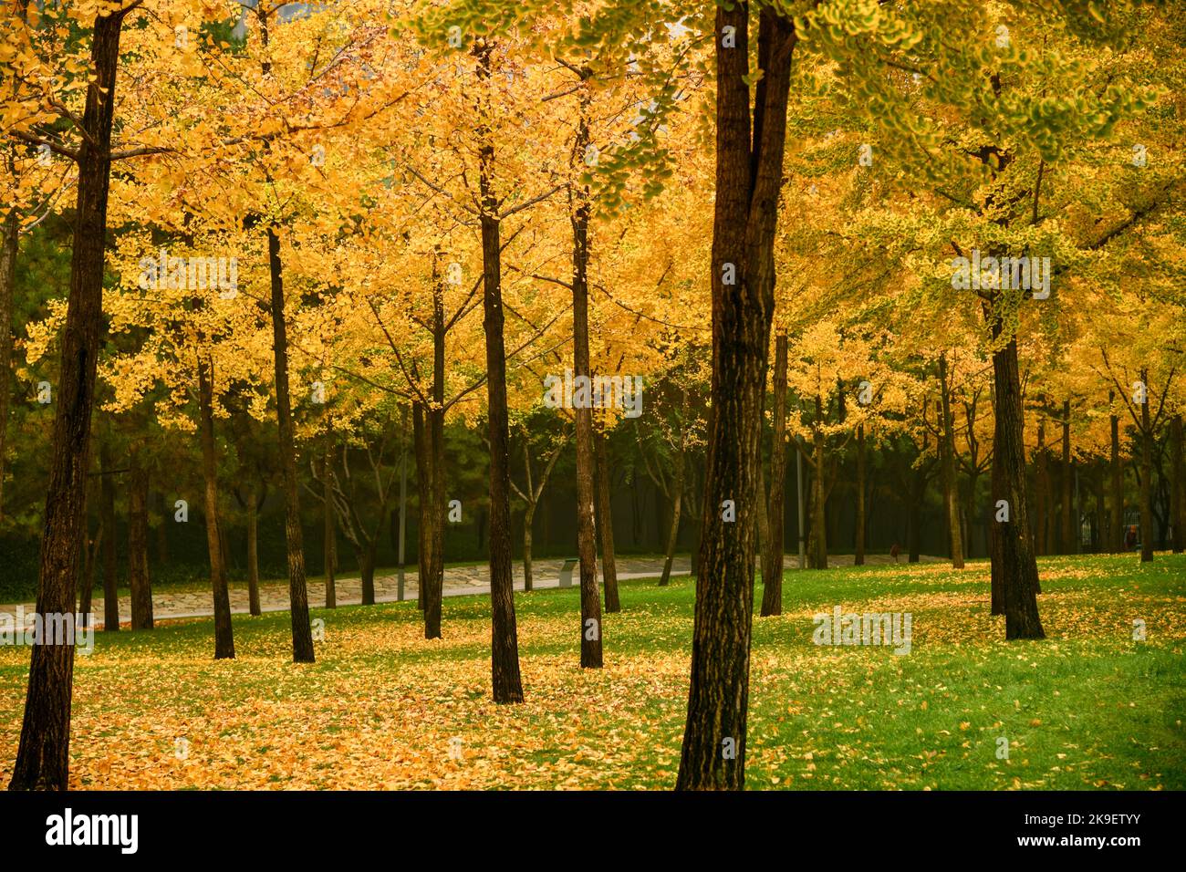 Gingko trees in the Mausoleum of the Second Qin Emperor, Xi'an City ...