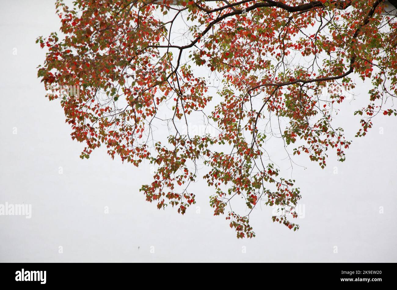 During the frost season, many street trees in the East Zhonghua Gate ...