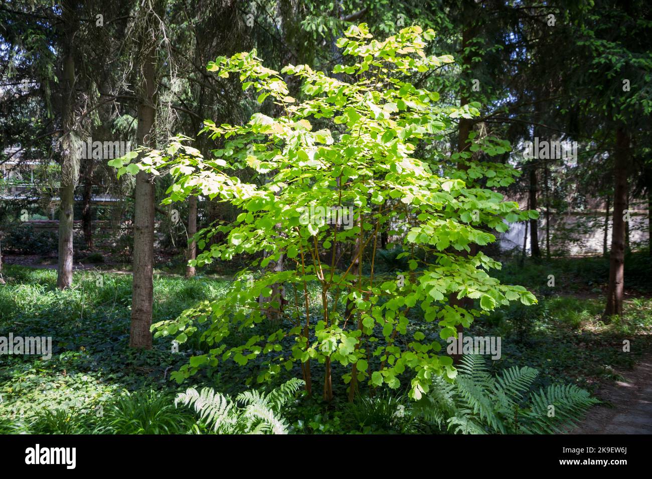 Small hazel tree in a forest. Sunny summer day Stock Photo - Alamy