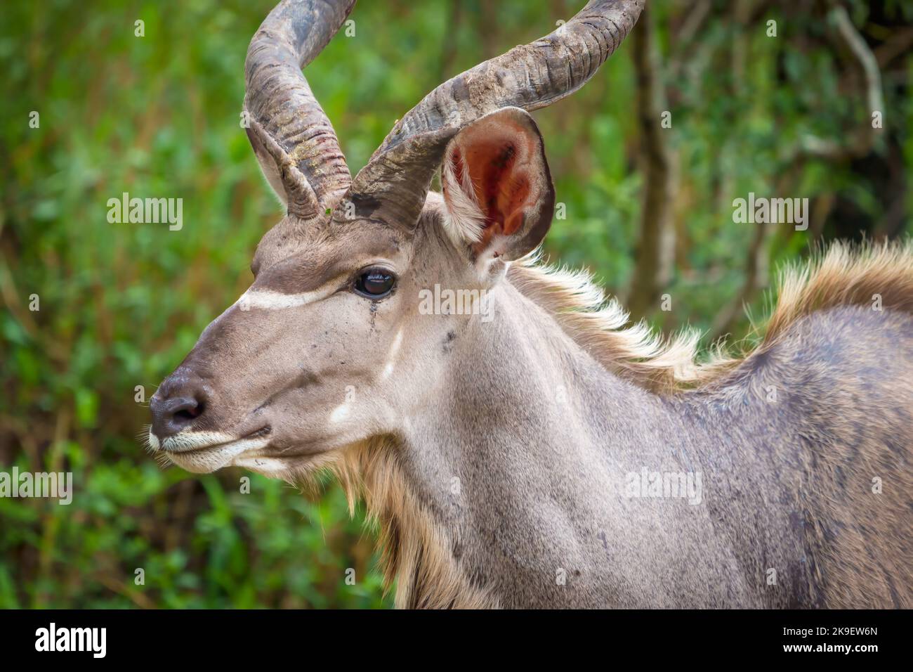 Greater kudu or kodoo (Tragelaphus strepsiceros) male. Mpumalanga ...