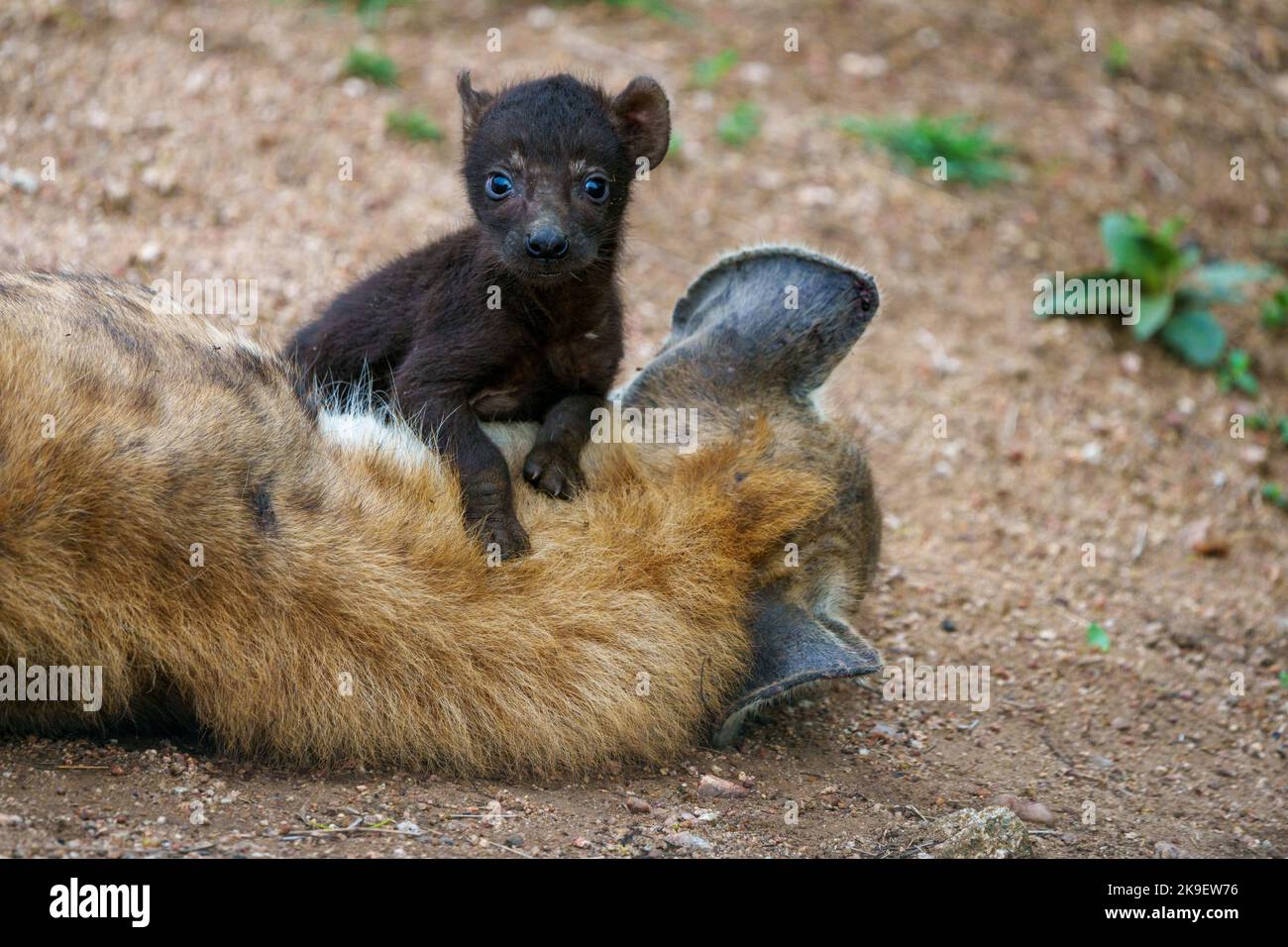Spotted hyena or laughing hyena (Crocuta crocuta) cub with its mother ...
