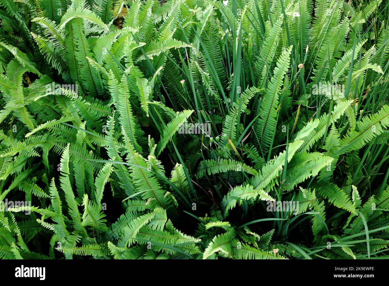Green Australian ferns foliage bush Stock Photo - Alamy
