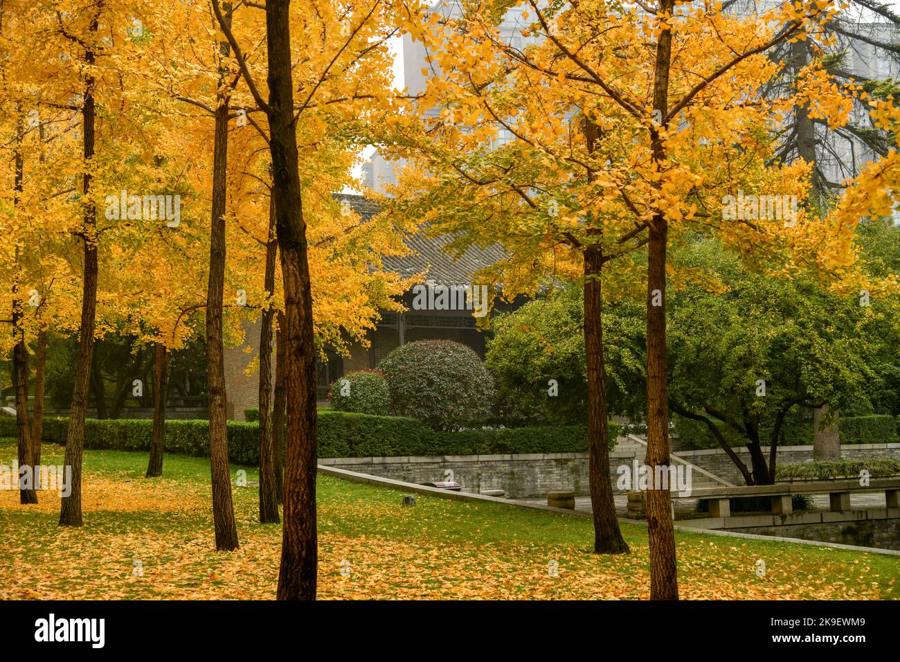 Gingko trees in the Mausoleum of the Second Qin Emperor, Xi'an City ...